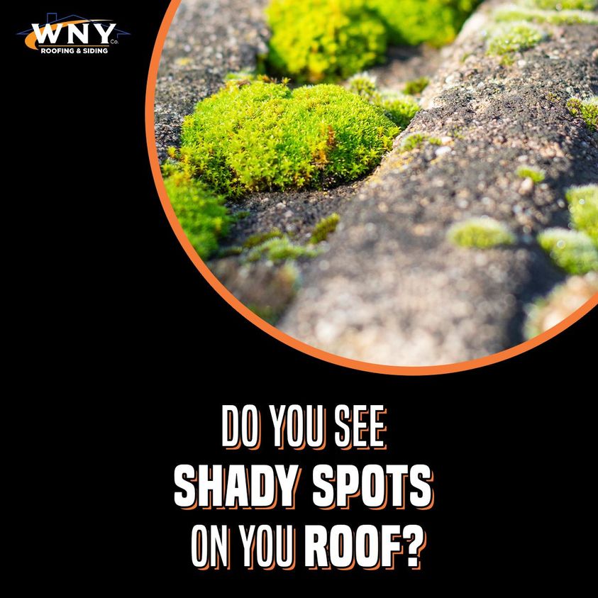 Keep an eye out for shady spots - The WNY Company